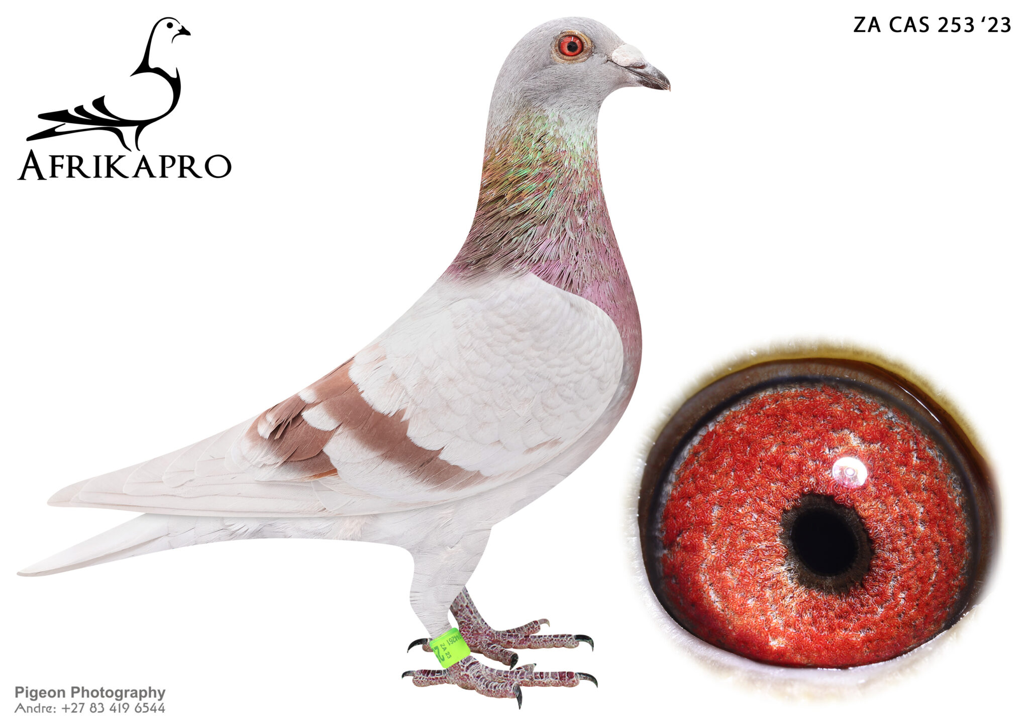 LOT 61 AFRIKAPRO AUCTION 3 A – KAROO AFRICA- ZA-23-CAS-253 -SIRE:506 23 ...