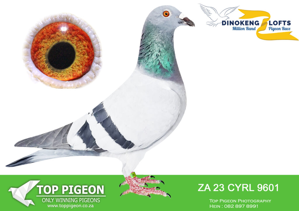 LOT 17 DINOKENG AUCTION 2 – PHALA PHALA LOFTS TEAM 1 – ZA 23 CYRL 9601