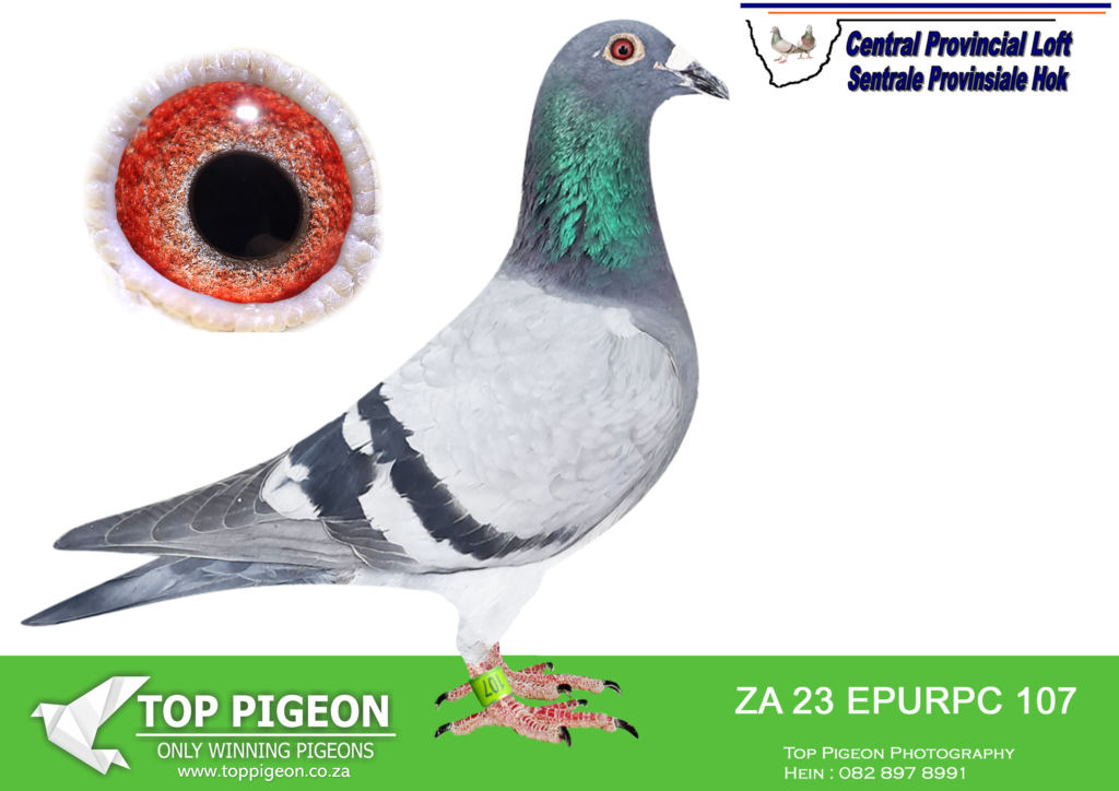 LOT 33 CRAZY R500 AUCTION -ZA 23 BORD 924 – KEI LOFTS -SIRE:ZA 21 BORD 3714 . PUTTERIE ...