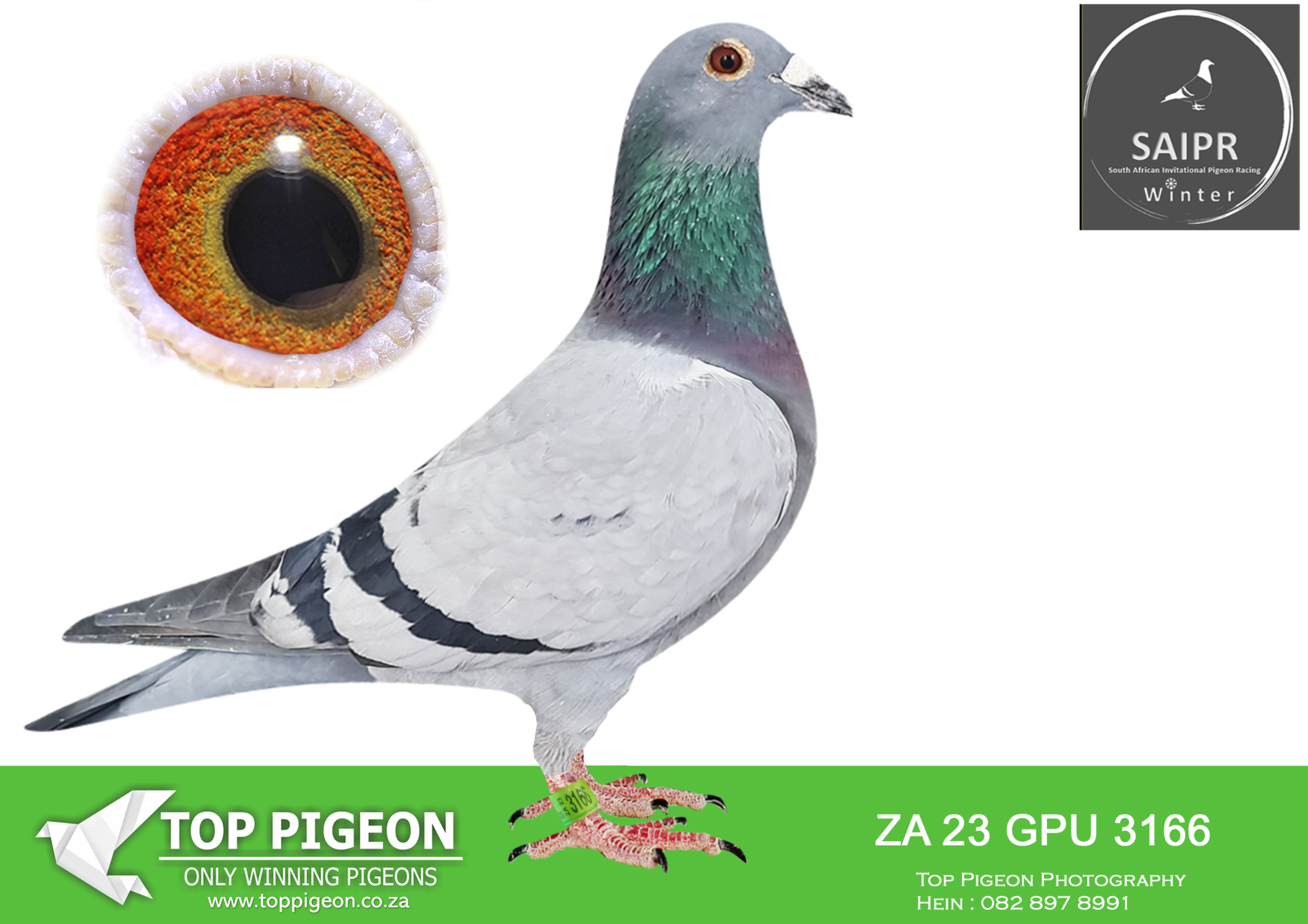 LOT 53 SAIPR OLR -DANIE SCHOLTZ & JACO FAUL – ZA 23 GPU 3166 – SIRE:2602 ZA 19 VPU/D. Alias ...