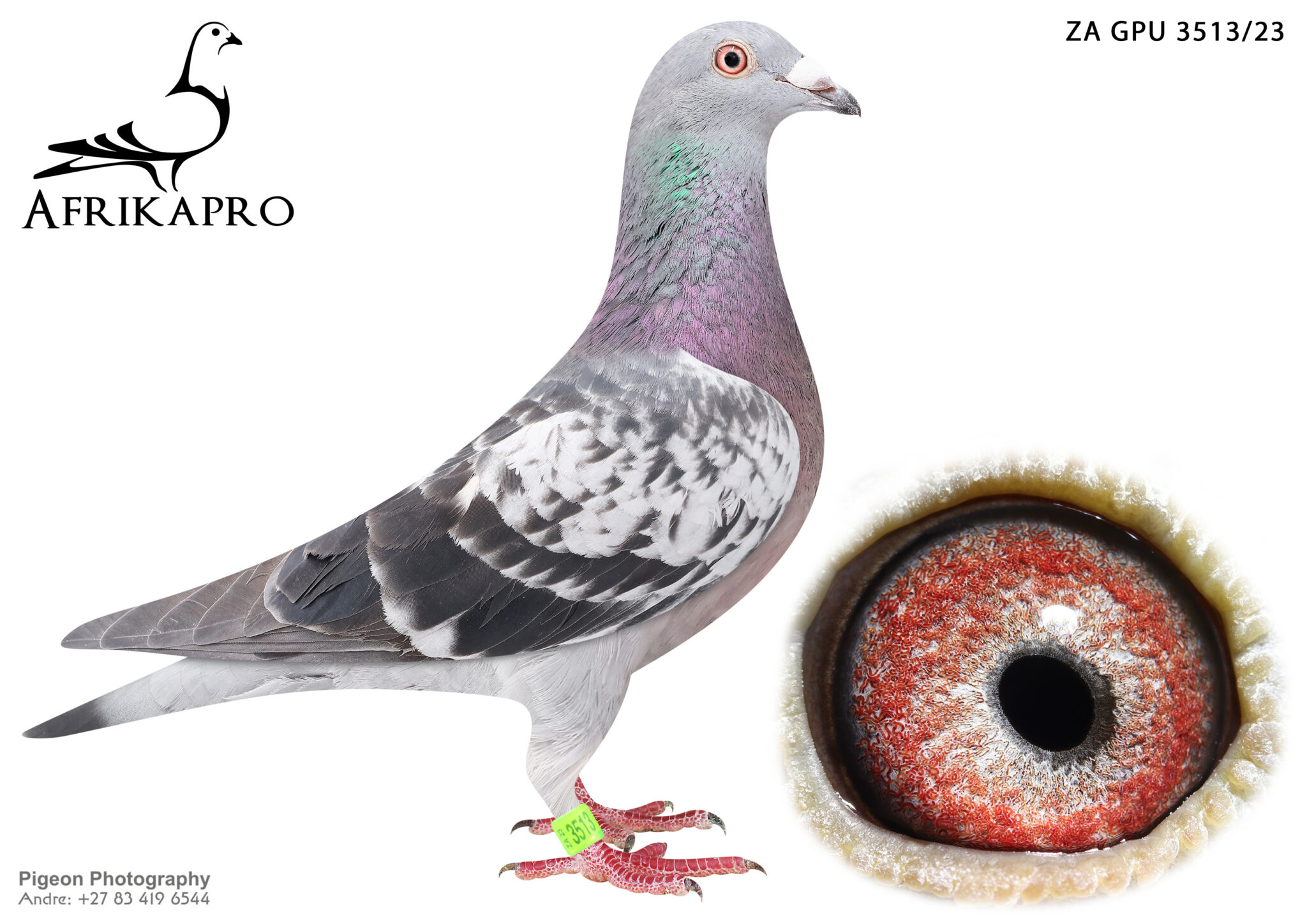LOT 96 AFRIKAPRO AUCTION 3 B – PIGEON PALACE – ZA-23-GPU-3513 —-BRED BY ...