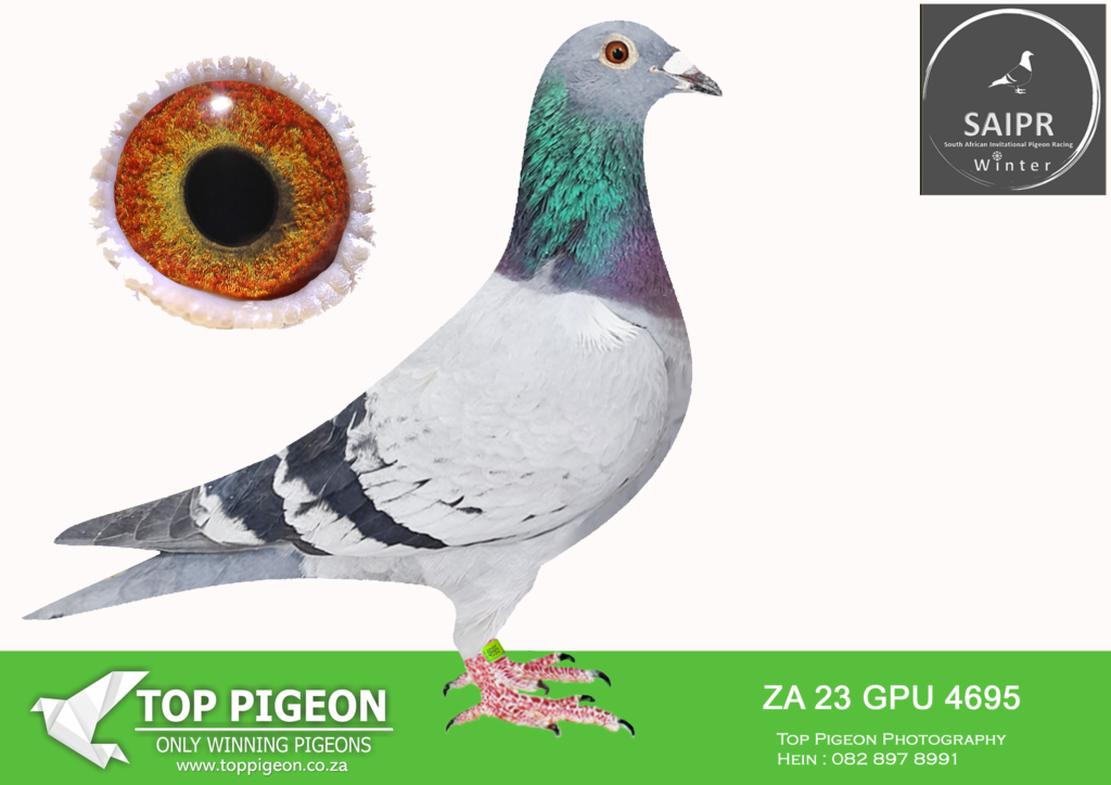 LOT 43 SAIPR OLR -TNT LOFTS 2 – ZA 23 GPU 4695 – SIRE: ZA 16 GPU 3013. DIRECT SON TO FAMOUS “THE ...