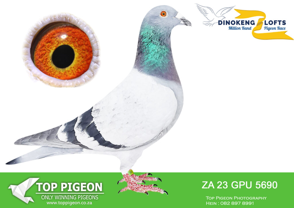 LOT 66 DINOKENG AUCTION 2 -TNT ELITE – ZA 23 GPU 5690 -SIRE:ZA 19 GPU 14029 , BRED OF DAUGHTER ...