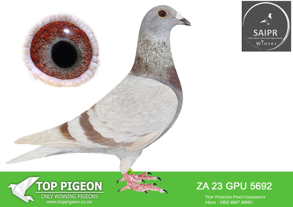 LOT 18 SAIPR OLR -TNT LOFTS 1 – ZA 23 GPU 5692 -SIRE:ZA 23 GPU 5951.——–DAM:ZA 19 GPU 14140 ...