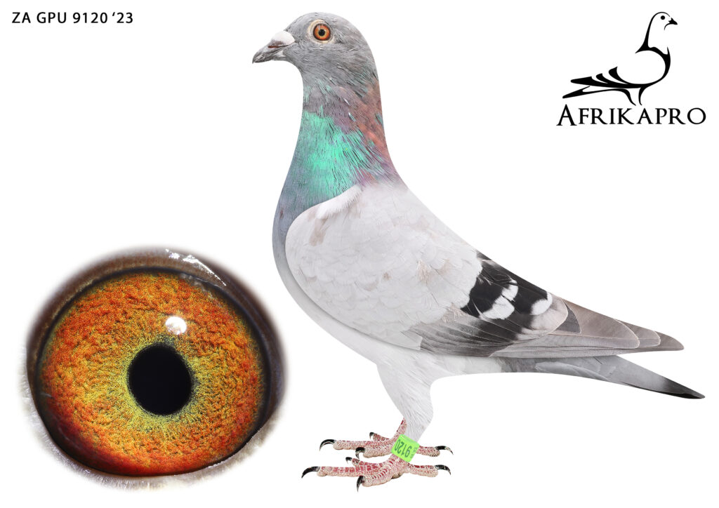 LOT 77 AFRIKAPRO AUCTION 3 B – TOP PIGEON – ZA-23-GPU-9120 -SIRE:2253 ZA BPK 20. BRED OUT OF A ...