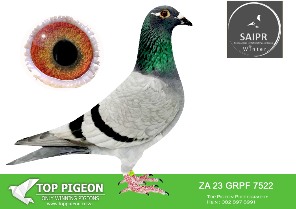 Z..LOT 130 SAIPR OLR -QUI RACING & SPARKS – ZA 23 GRPF 7522 – HOTSPOT 4 ...