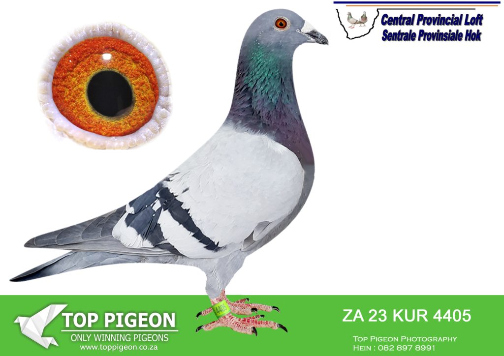 LOT 19 CENTRAL LOFTS -JANDRE VILJOEN – ZA 23 KUR 4405 -SIRE: 17601 ZA ...