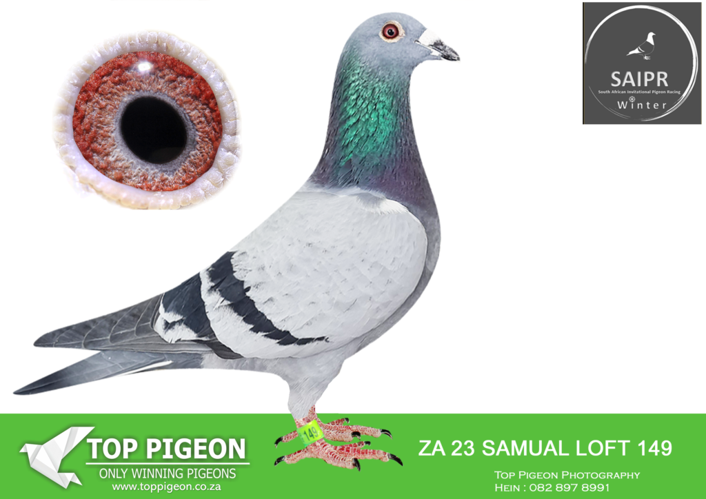 LOT 68 SAIPR OLR -SAMUEL LOFT – ZA 23 SAMUAL LOFT 149 – SIRE: 271 OOA 23 ZA.Alias “SUPER ACE ONE ...