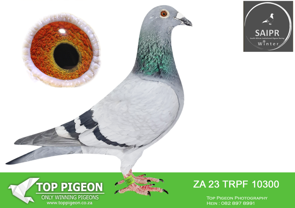 LOT 83 SAIPR OLR -JAN VD BOS – ZA 23 TRPF 10300 – SIRE: ZA 21 GRPF 1039 ...