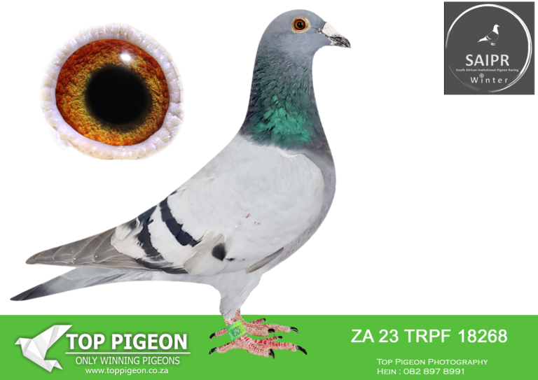 LOT 47 SAIPR OLR -BRADBURY & FREEMAN – ZA 23 TRPF 18268 – SIRE:13093 GPU 2019 / B CHECK. BRED ...