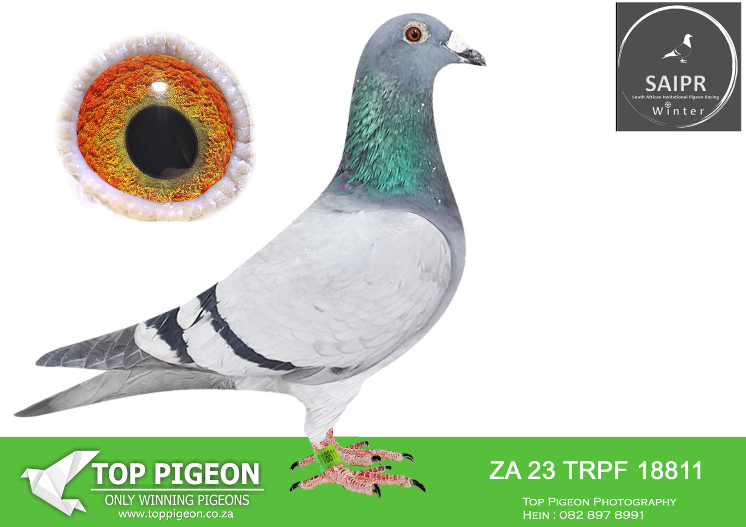 LOT 31 SAIPR OLR -RADFORD & VISSER – ZA 23 TRPF 18811 -SIRE:91976 SANPO 18 ZA. ALFONS KLAAS ...