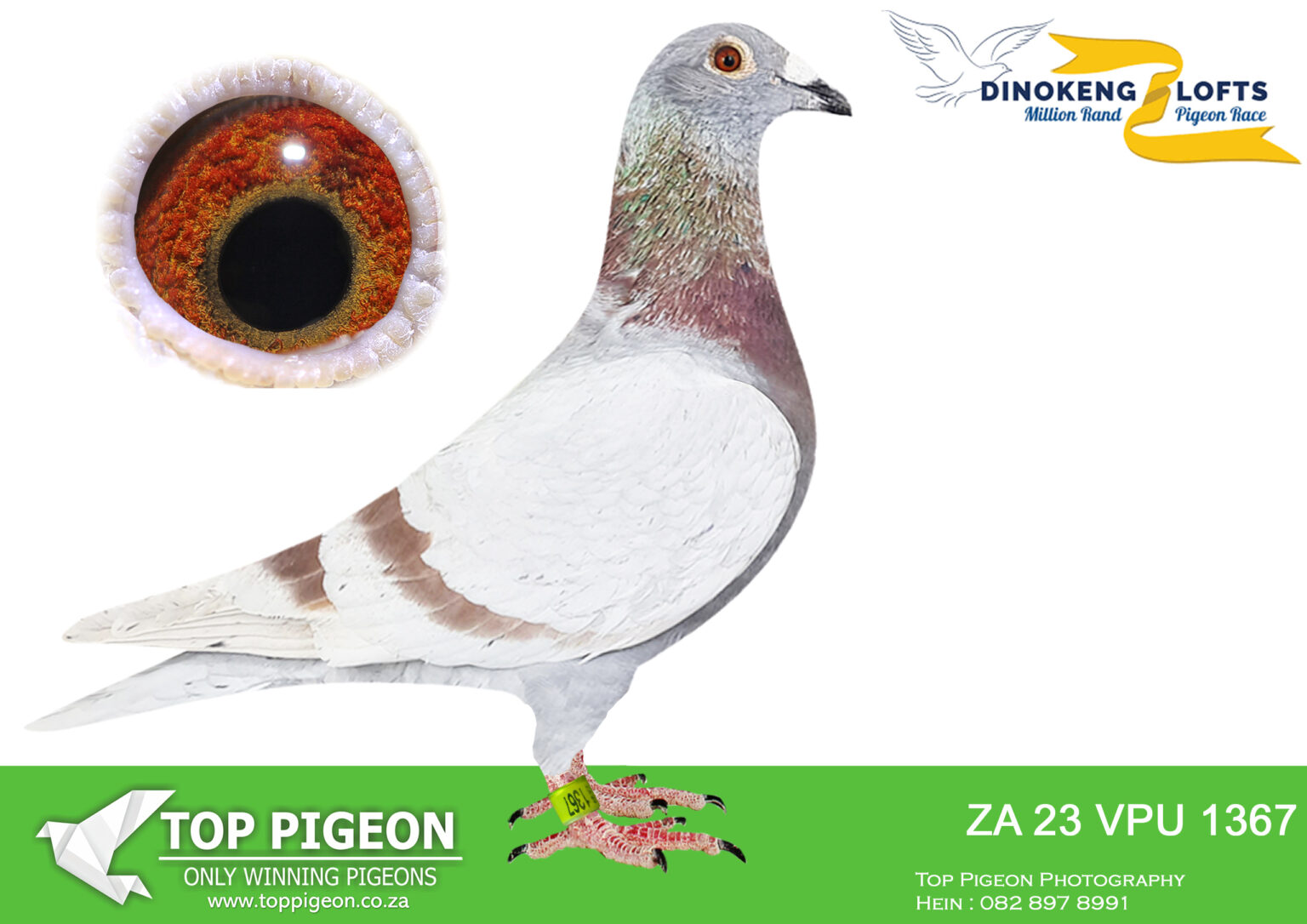 LOT 67 DINOKENG AUCTION 2 -NINJA LOFTS – ZA 23 VPU 1367 -SIRE:654 ZA 13 3SRO. Strain: JANSEN ...