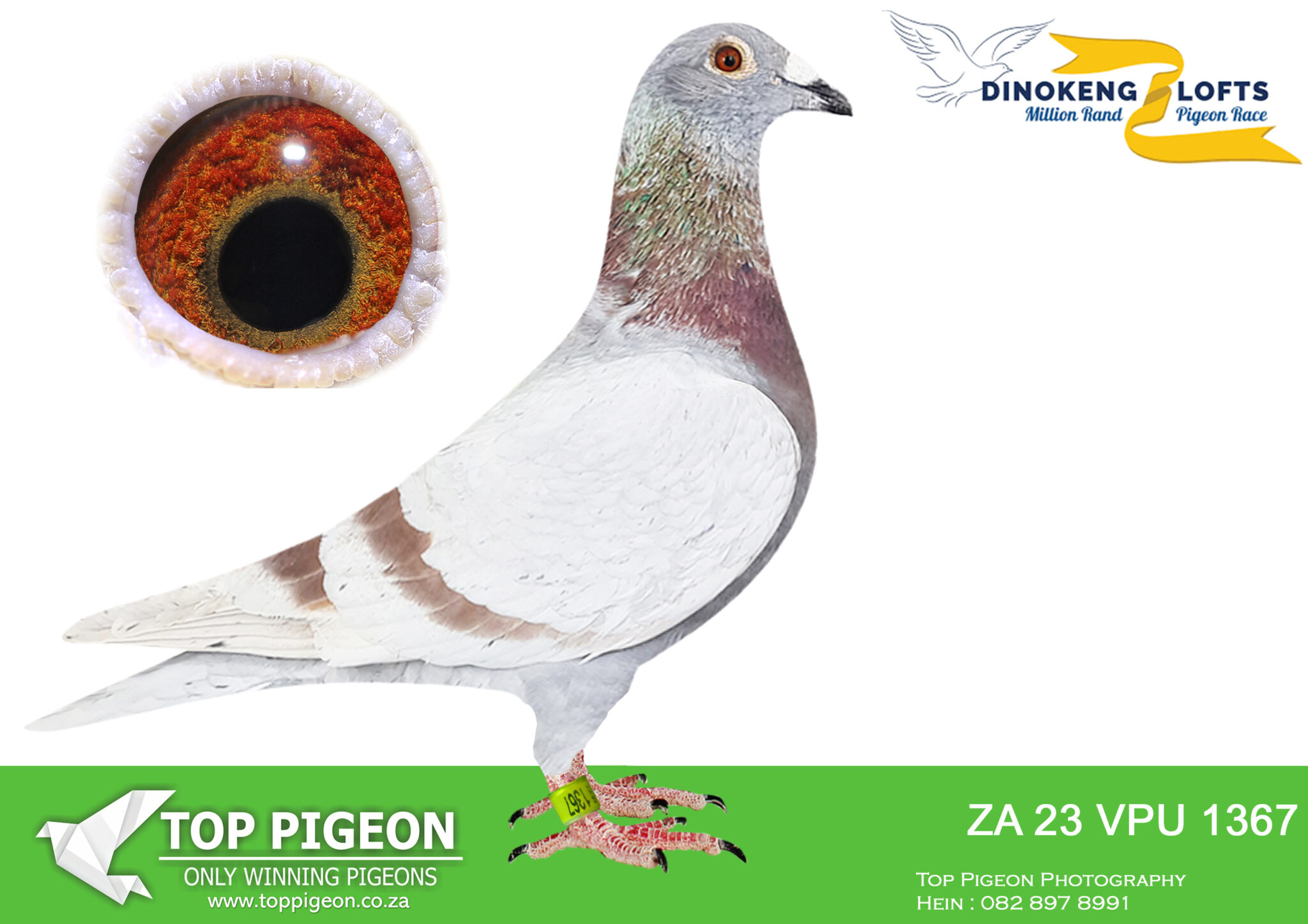 LOT 67 DINOKENG AUCTION 2 -NINJA LOFTS – ZA 23 VPU 1367 -SIRE:654 ZA 13 3SRO. Strain: JANSEN ...