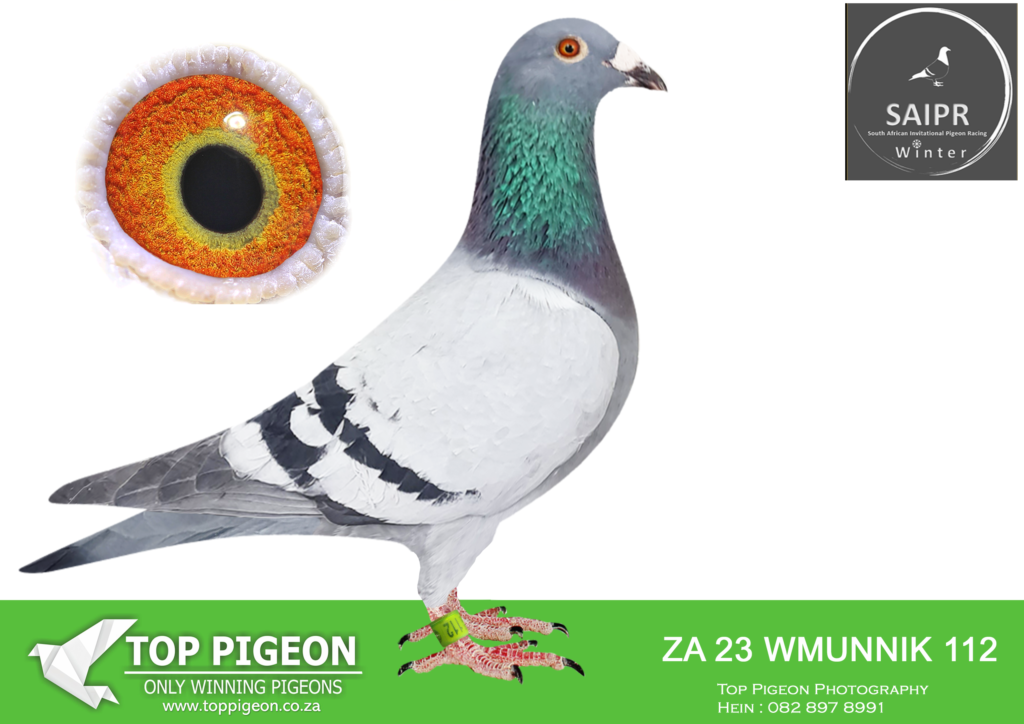Z..LOT 123 SAIPR OLR -WILLIE MUNNIK – ZA 23 WMUNNIK LOFTS 112 -SIRE: SRSPV 16 ZA 0013 .Alias ...