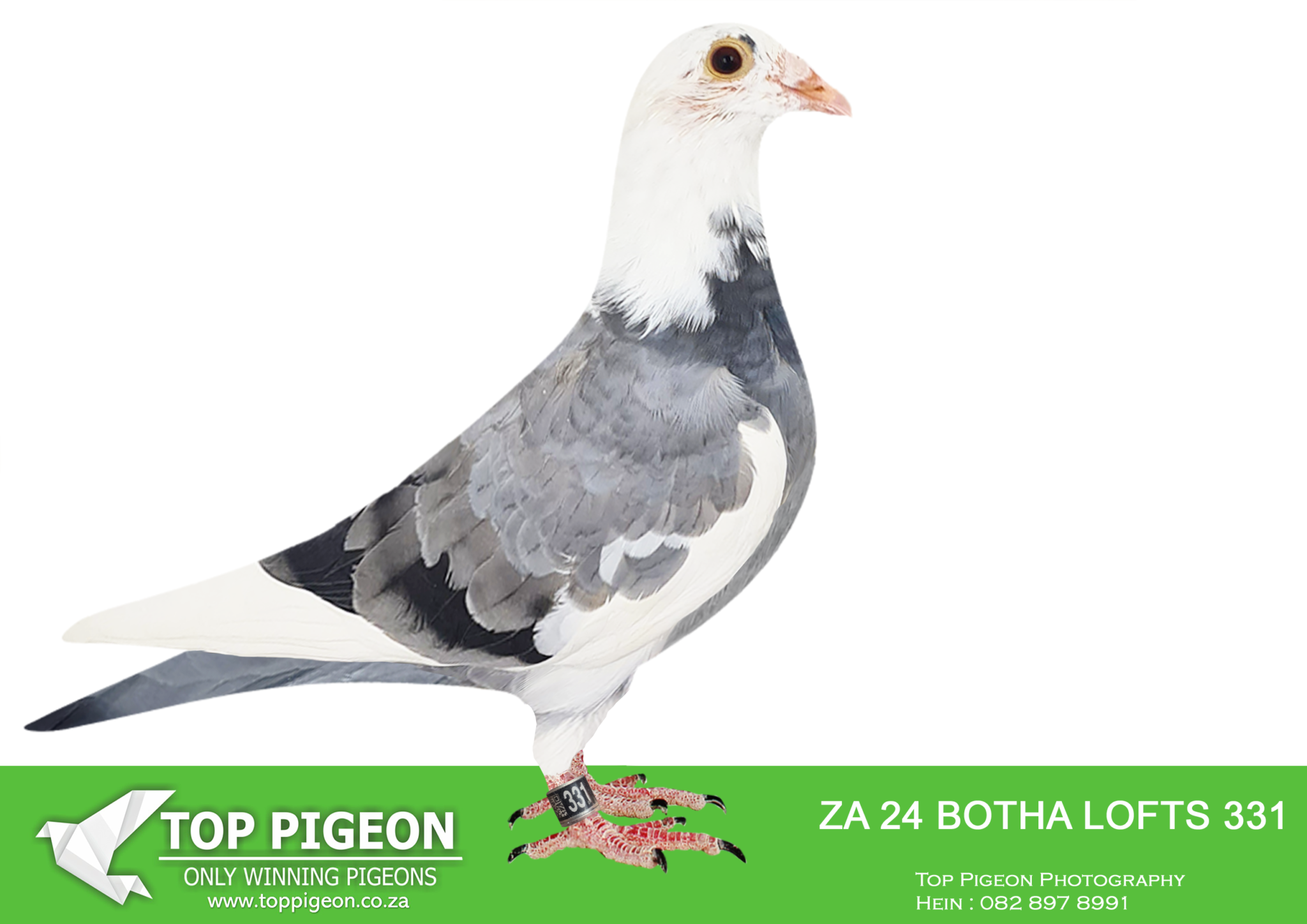 .LOT 2 BOTHA LOFTS – ZA 24 BOTHA LOFTS 331 -SIRE:425 ZA ABL 21. SAME BRED AS FIVE STAR GREEN ...