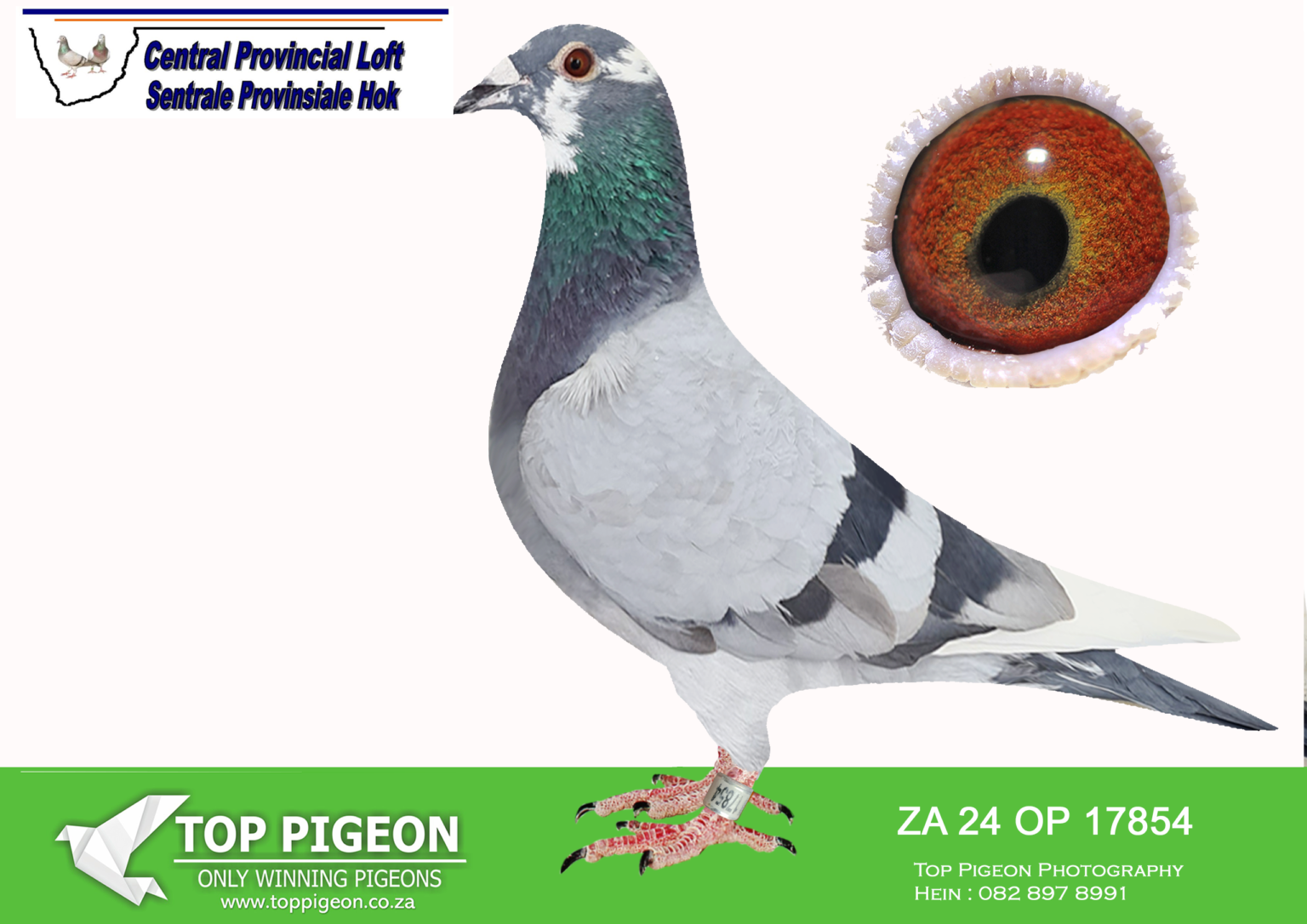 .LOT 2 R500 BARGAIN BOX – ZA 24 OP 17854 -SAME BRED AS ACE PIGEON EASTERN CAPE OLR 2023.———–SIRE ...