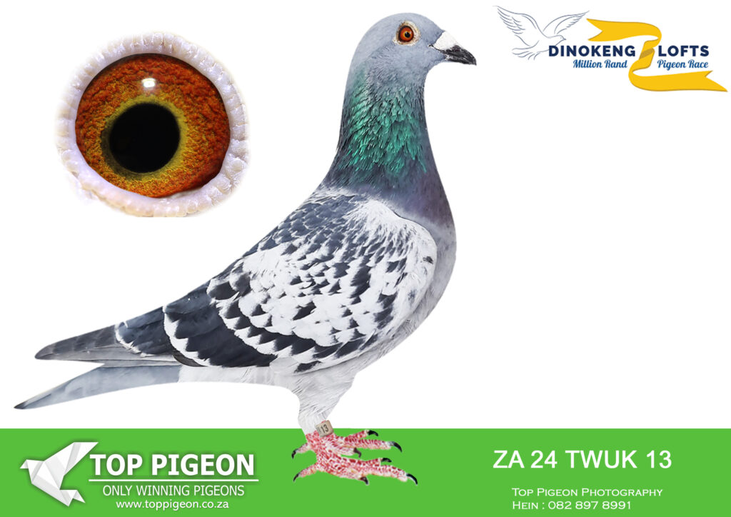 LOT 51 DINOKENG AUCTION 2 – SMALBERGER &SPARTAN – ZA 24 TWUK 13 -SIRE:104 VSL 21″LEEUGAMKA KING ...