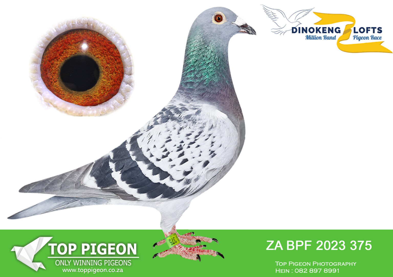 LOT 38 DINOKENG AUCTION 2 – JJJ VD LINDE & R STEINMAN-ZA BPF 2023 375 -FULL SISTER TO EQUAL ...