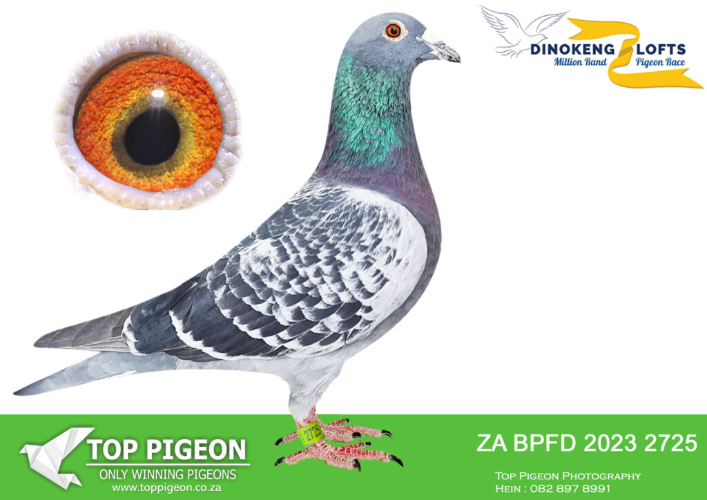 LOT 28 DINOKENG AUCTION 2 – J-LOFTS – ZA BPFD 2023 2725