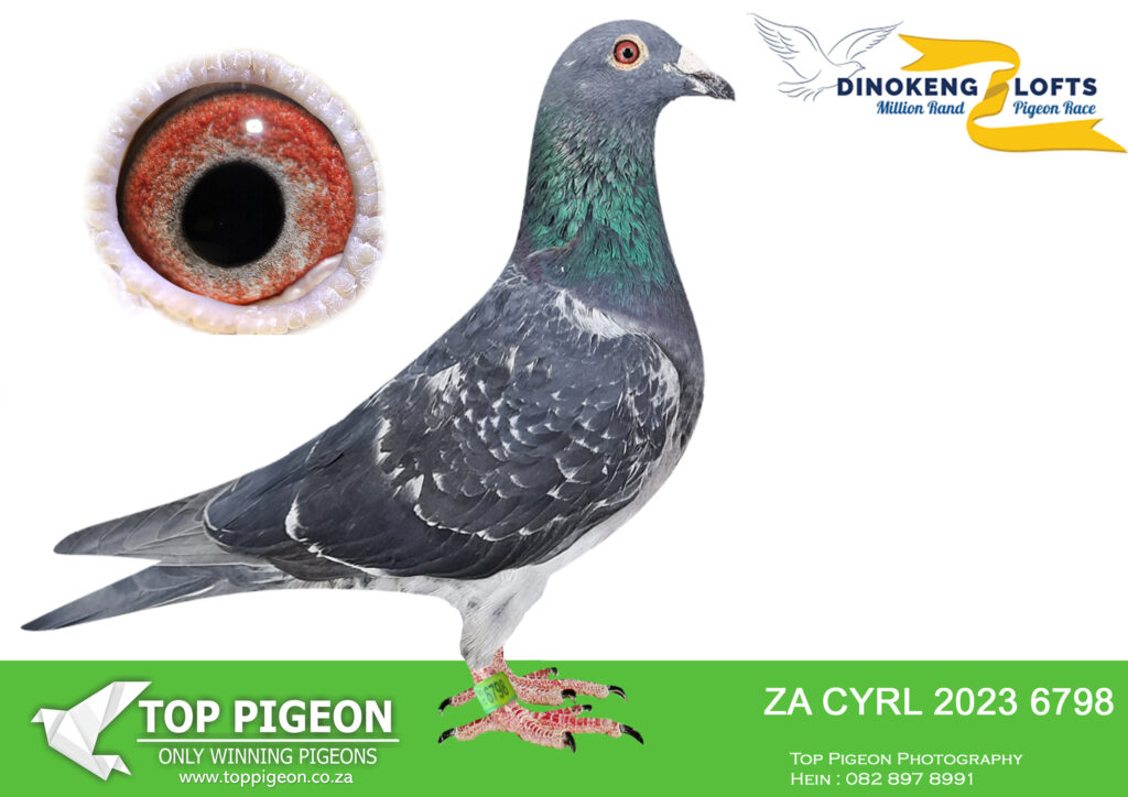 LOT 24 DINOKENG AUCTION 2 – DE BECKER, WOUTERS MICHEL & ANDY KRUGER -ZA ...