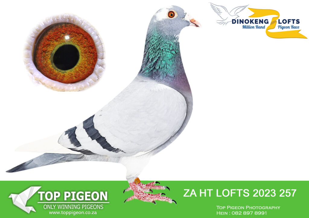 LOT 26 DINOKENG AUCTION 2 – HT LOFTS – ZA HT LOFTS 2023 257