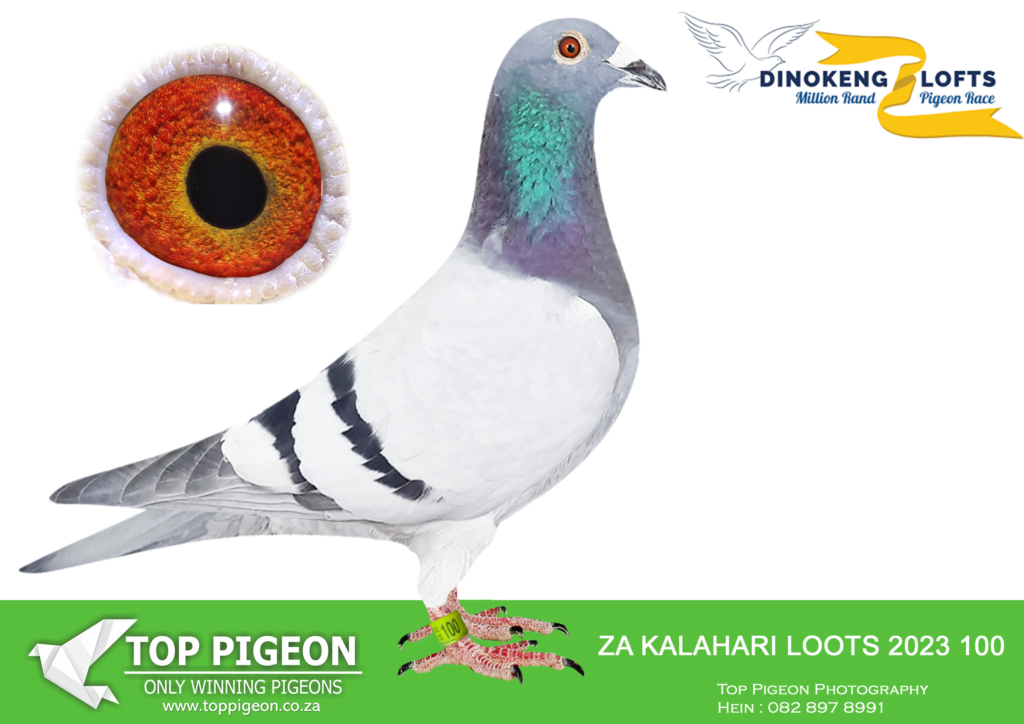 LOT 73 DINOKENG AUCTION 2 -KALAHARI LOOTS – ZA 23 KALAHARI LOOTS 100 -High Performance Pedigree ...