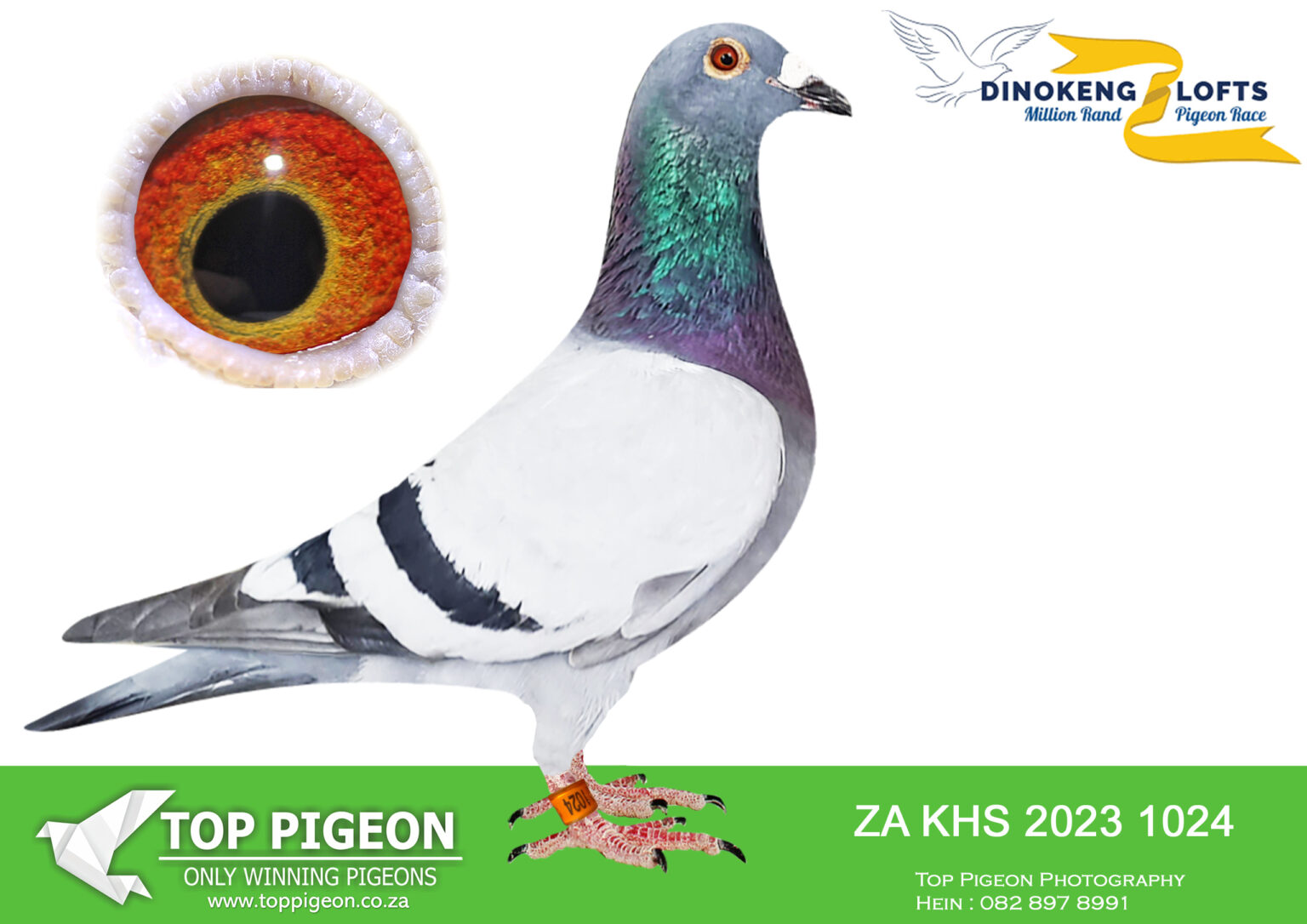 LOT 25 DINOKENG AUCTION 2 – FRANCOIS STEINMANN -ZA KHS 2023 1024 -SIRE ...