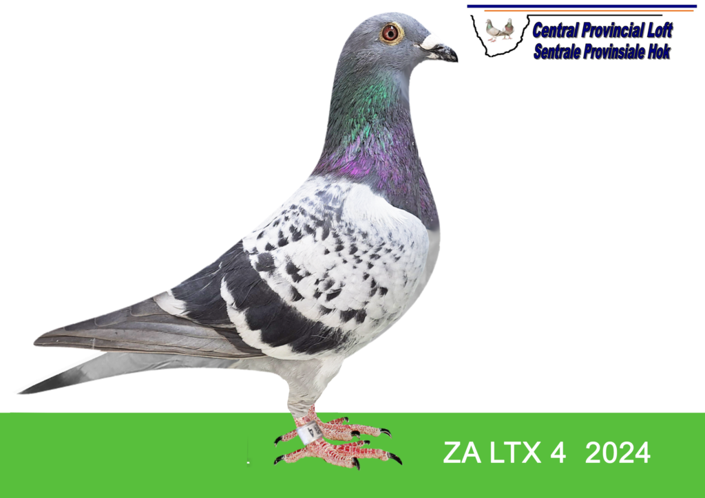 .LOT 1 CENTRAL LOFTS -DIEPLAAGTE LOFTS – ZA 23 DPL 34 – —– 1st Matjiesfontein Challenge Renault ...