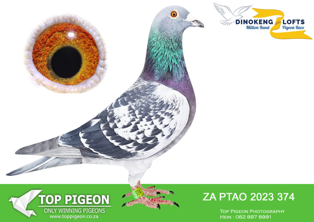 LOT 46 DINOKENG AUCTION 2 – TEAM FAR EAST – ZA PTAO 2023 374