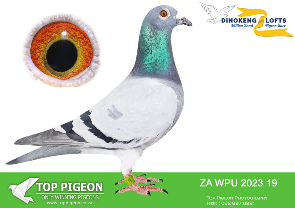 LOT 11 DINOKENG AUCTION 2 – FRANCOIS STEINMANN – ZA 23 KHS 1020 -SIRE:110 KHS 23 .Alias “Pac Man ...