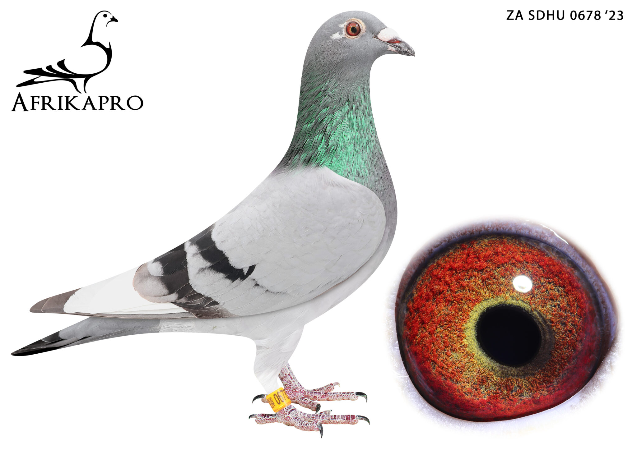 LOT 93 AFRIKAPRO AUCTION 4 B -TEAM VISION – ZA 23 SDHU 0678 COCK -SIRE ...