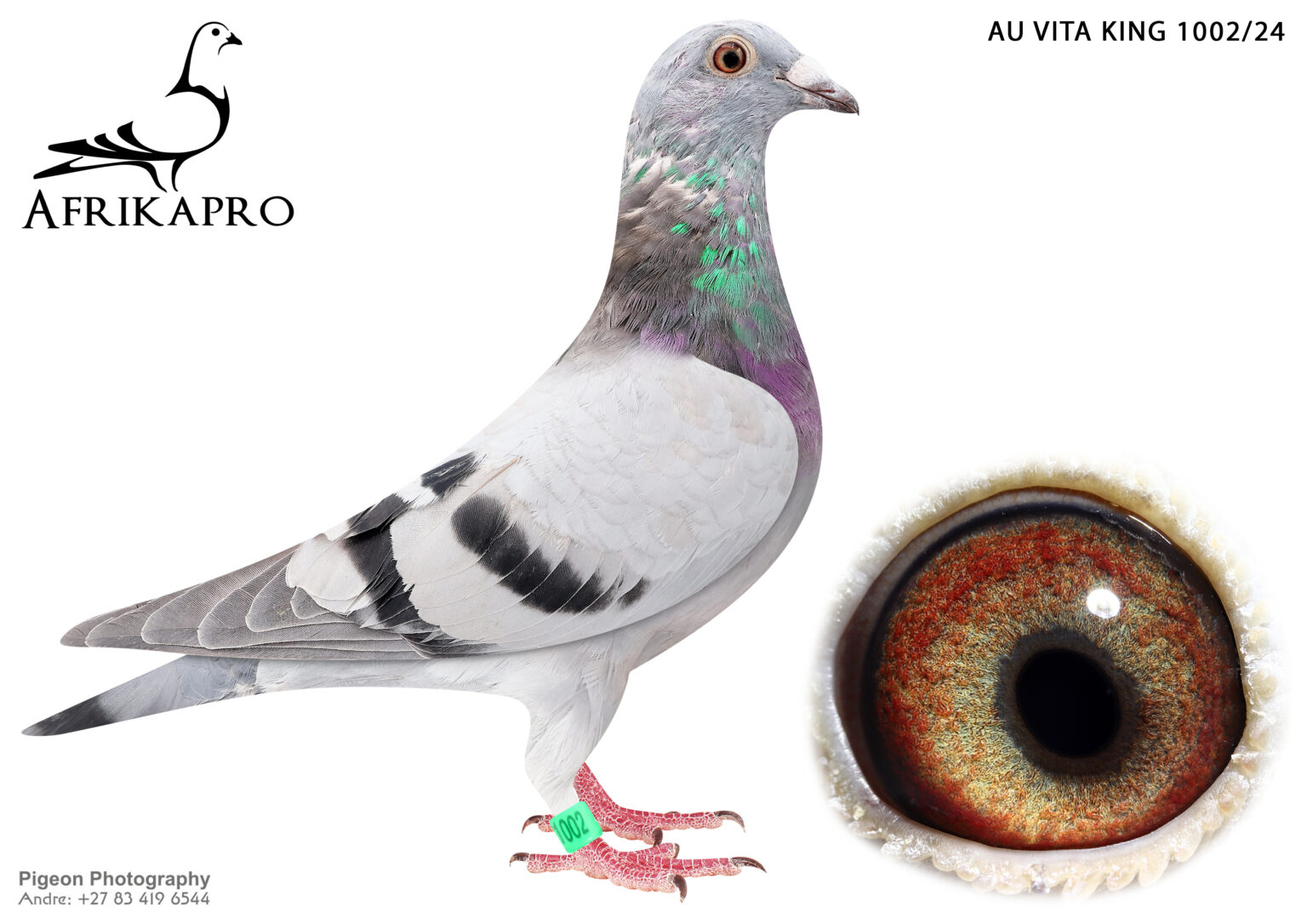 LOT 41 AFRIKAPRO AUCTION 5 -Holts Loft-AU-24-VITA KING-1002