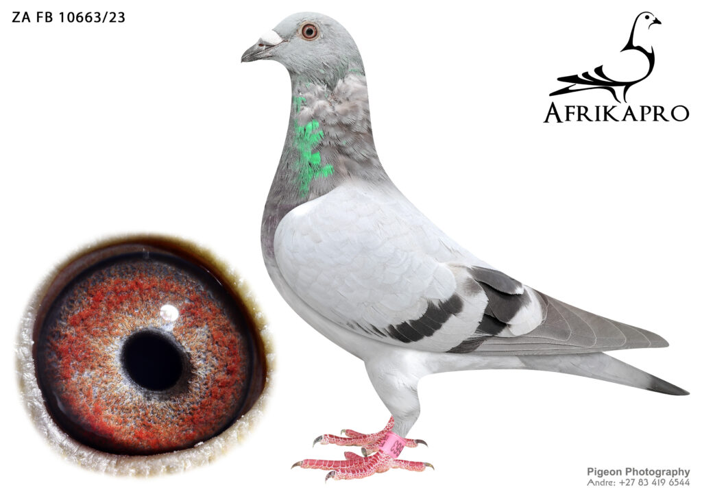 LOT 97 AFRIKAPRO AUCTION 4 B -WIEHANN VERMEULEN – ZA 23 FB 10663 HEN ...