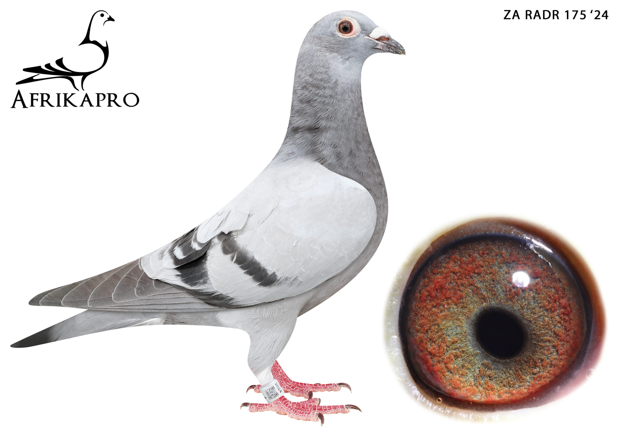 Z..LOT 124 AFRIKAPRO AUCTION 4 B -EDG & RADFORD/VISSER – ZA 24 RADR 175 HEN-SIRE: 8793 ZA 22 VPU ...