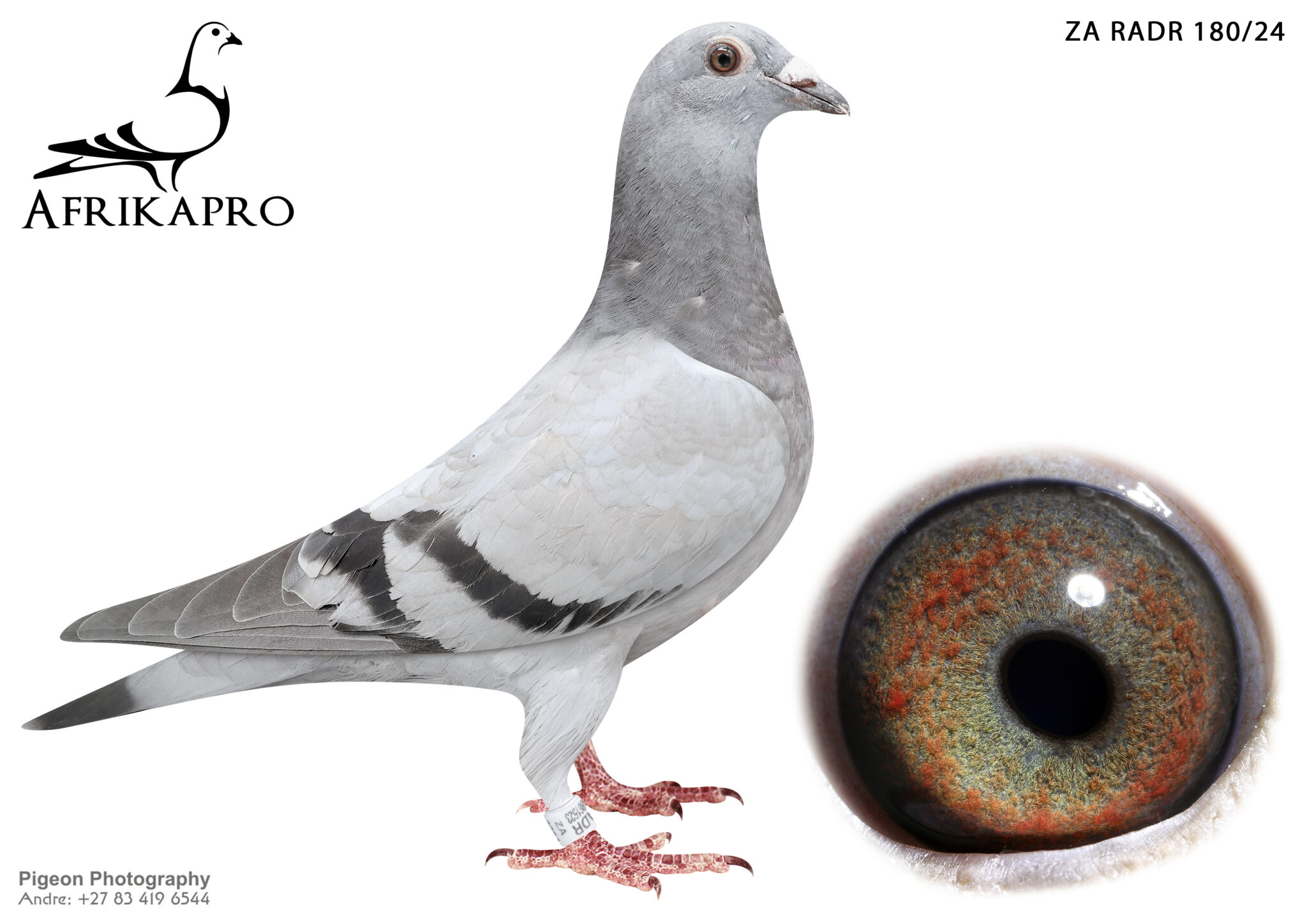 LOT 90 AFRIKAPRO AUCTION 4 B -EDG & RADFORD/VISSER – ZA 24 RADR 180 HEN-SIRE:310 ZA 23 OOA ...