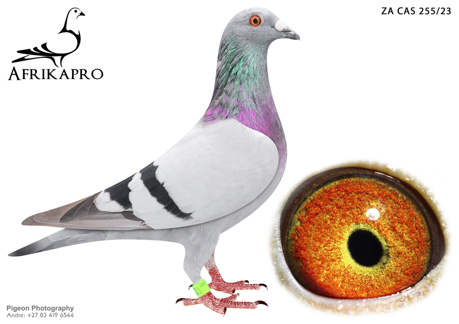 LOT 83 AFRIKAPRO AUCTION 4 B -KAROO AFRICA – ZA 23 CAS 255 COCK -SIRE ...