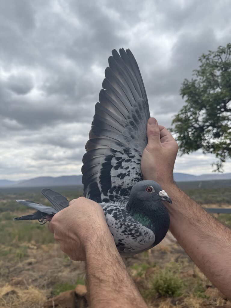 LOT 21 AFRIKAPRO AUCTION 4 A – Douw Steyn Racing Pigeons – ZA-23-GRPF ...
