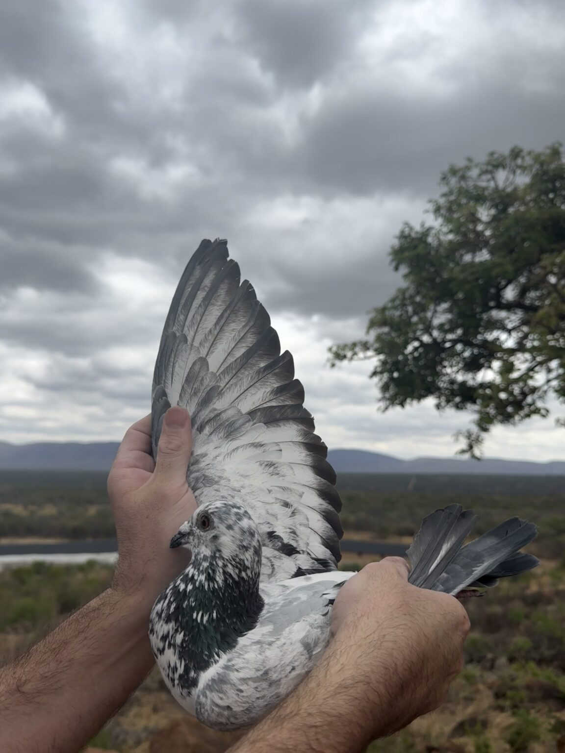Z..LOT 171 AFRIKAPRO AUCTION 4 B – MARTHINUS HARTMAN 2 – ZA-23-NRHU ...