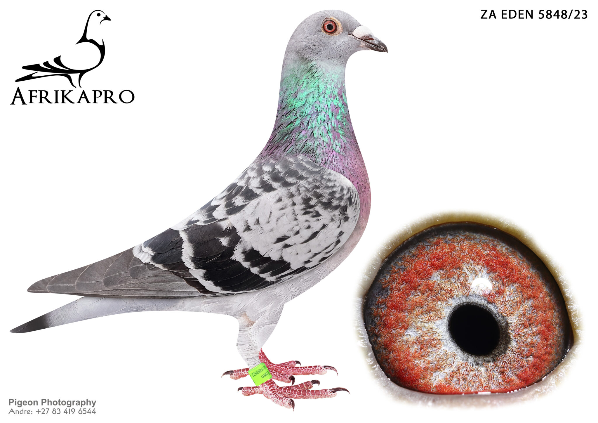 LOT 85 AFRIKAPRO AUCTION 4 B -J&T ENGELBRECHT – ZA 23 EDEN 5848 HEN ...