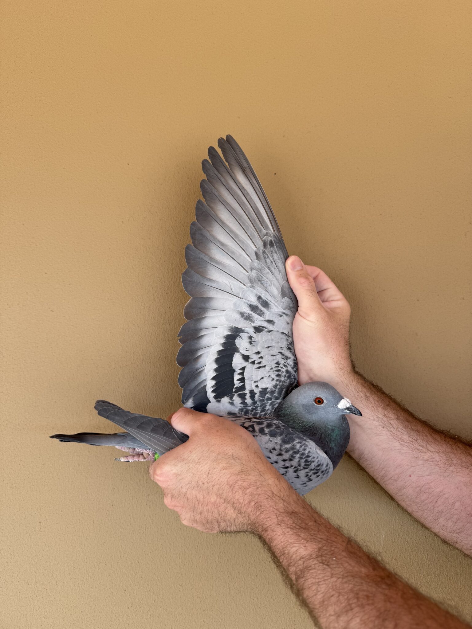 LOT 38 AFRIKAPRO AUCTION 5 -KINGS & GYS LOUW-ZA-23-GPU-3570