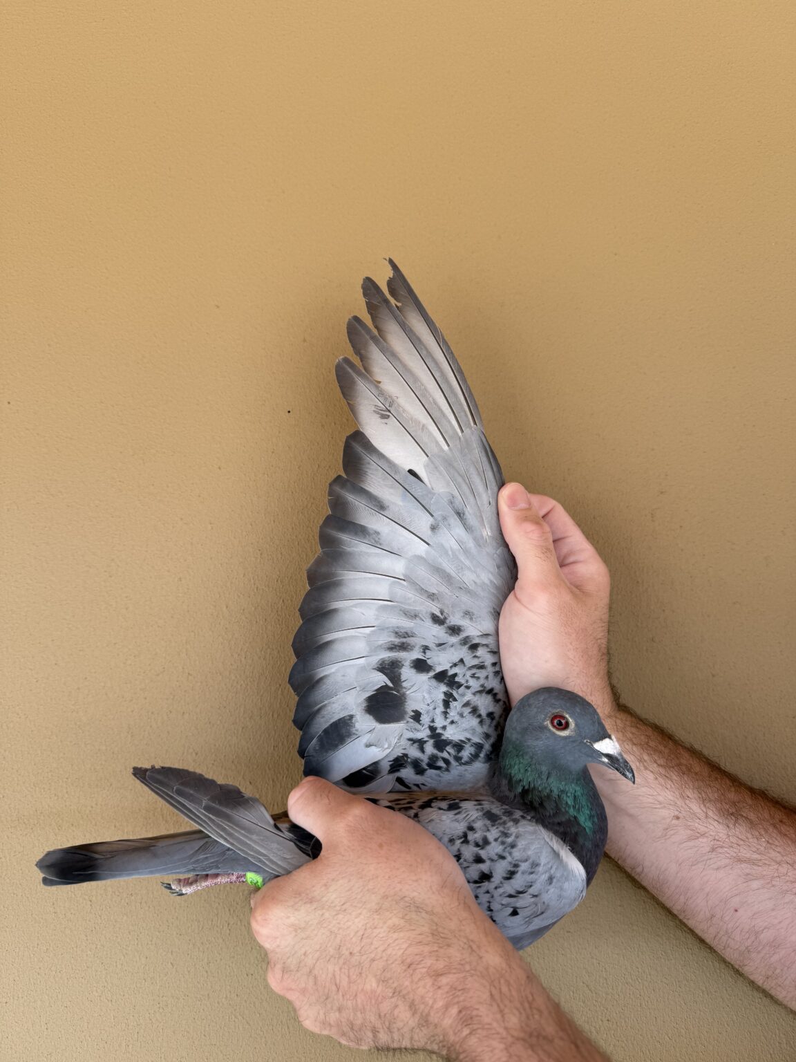 LOT 32 AFRIKAPRO AUCTION 5 -Dr. De Weerd Pigeons-ZA-23-BPPD-8593 -SIRE ...