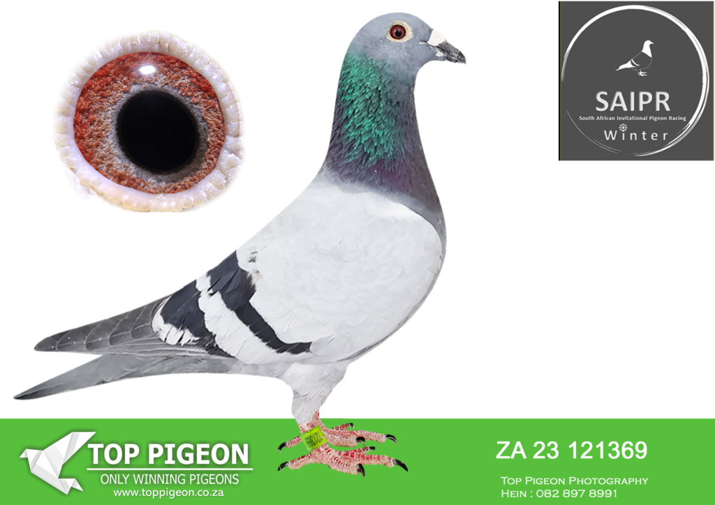 LOT 65 SAIPR AUCTION 2 -RADFORD RACING – ZA 24 RADR 162 -SIRE:196 ZA 20 ABL. DIRK VAN DEN BULCK ...