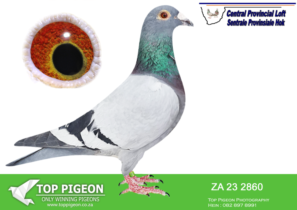 LOT 23 CENTRAL AUCTION 2 – GEORGE JACOBS & ISMAIL-ZA 2860 2023 -SIRE:ZA ...