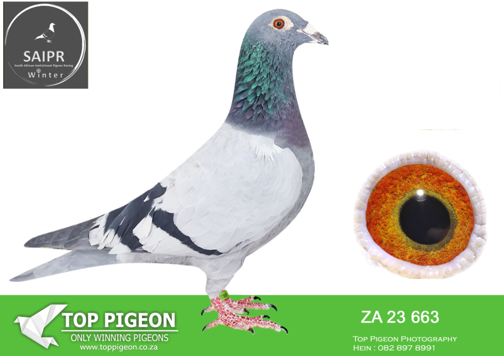 LOT 45 SAIPR AUCTION 2 -TOP PIGEON/BENEKE LOFTS – ZA 24 ABL 1421 -This is very special bred. The ...