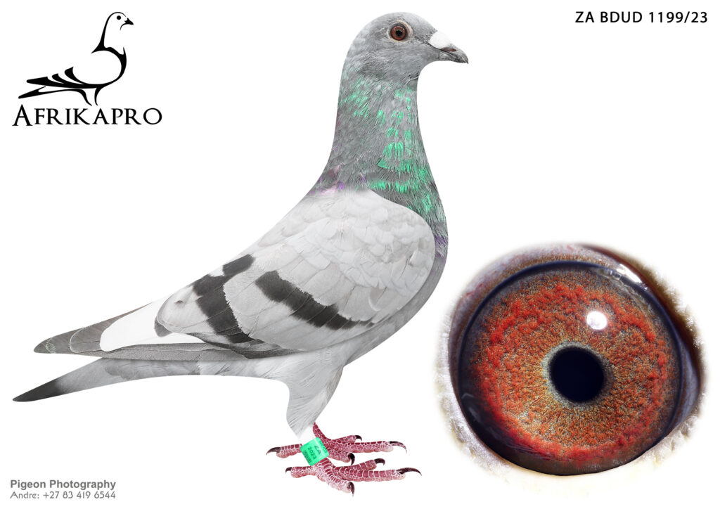 LOT 13 AFRIKAPRO AUCTION 4 A – Team Olive Lofts & Lubomir Kubacek – ZA-23-BDUD-1199 HEN—-5TH ...