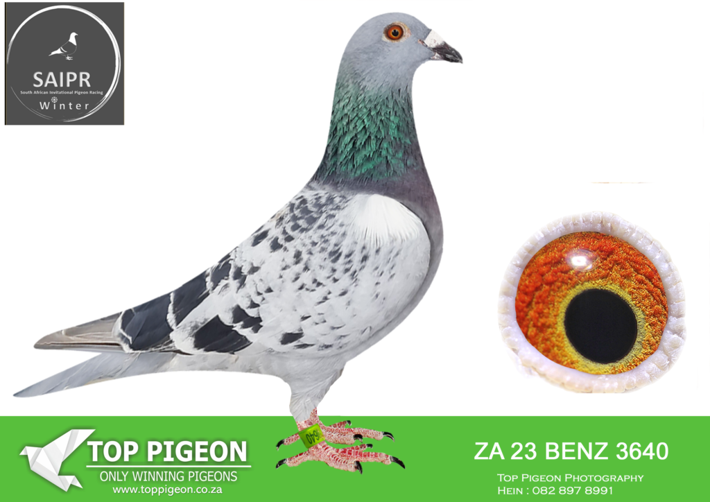 LOT 13 SAIPR AUCTION 2 -LEN KNOETZE – ZA 23 FB 06360 -SIRE:1165 ZA NSHU 21 “EXCLUSIVE”. SIRE IS ...