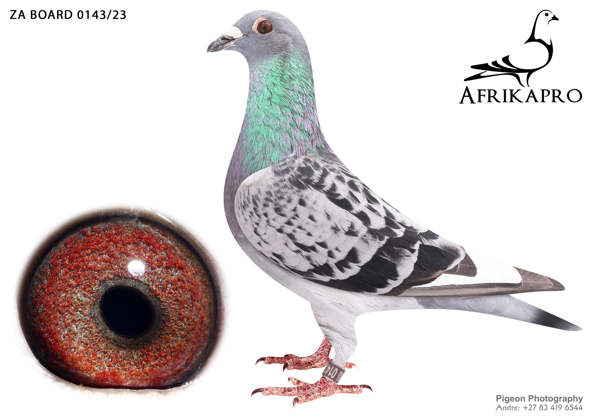 LOT 12 AFRIKAPRO AUCTION 4 A – Team Vision – ZA-23-BOARD-0143 COCK ...