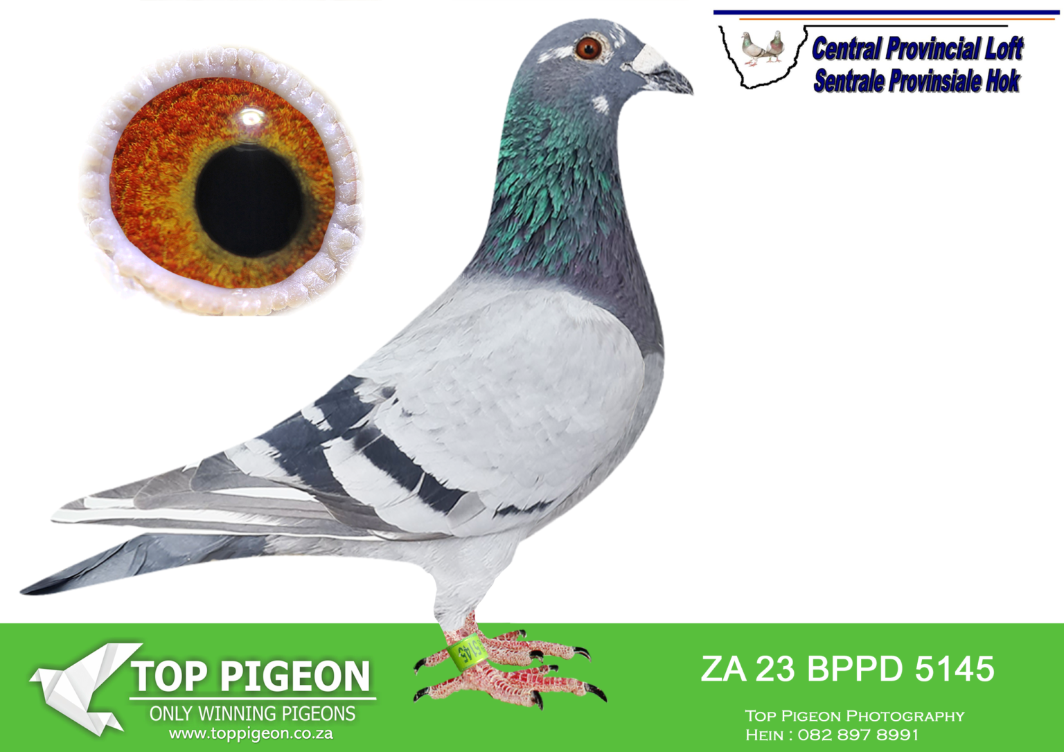 LOT 15 CENTRAL AUCTION 2 – HEERDEN LOFTS-BPPD 5145 2023 -SAME BRED AS YEARLING SUPER ACE WINNING ...