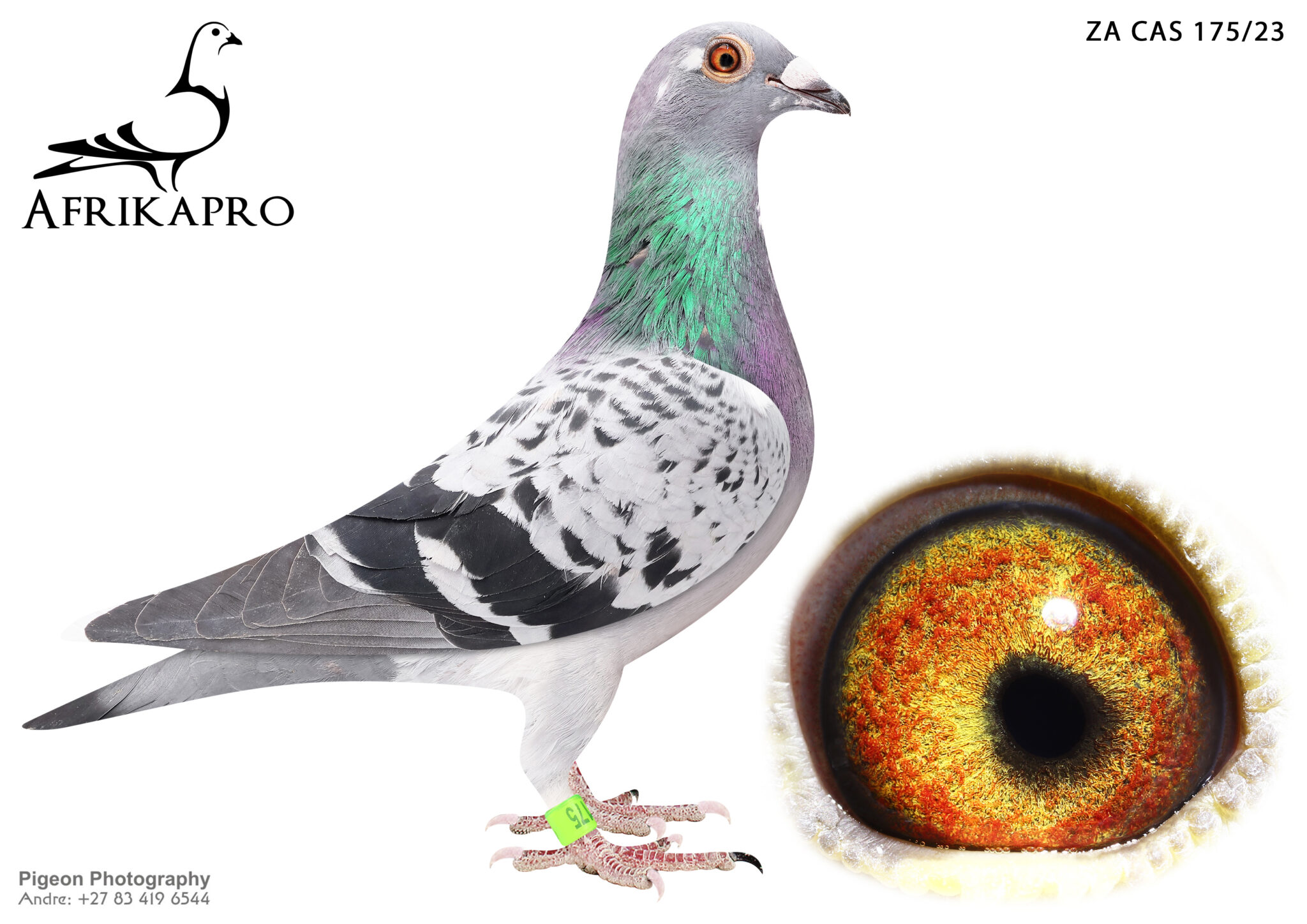 LOT 60 AFRIKAPRO AUCTION 4 A – Karoo Africa – ZA-23-CAS-175 HEN-SIRE:ZA ...