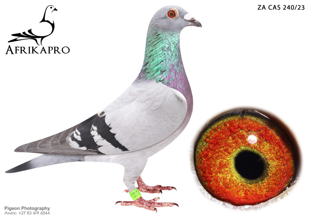 LOT 52 AFRIKAPRO AUCTION 4 A – Karoo Africa – ZA-23-CAS-240 COCK-SIRE ...